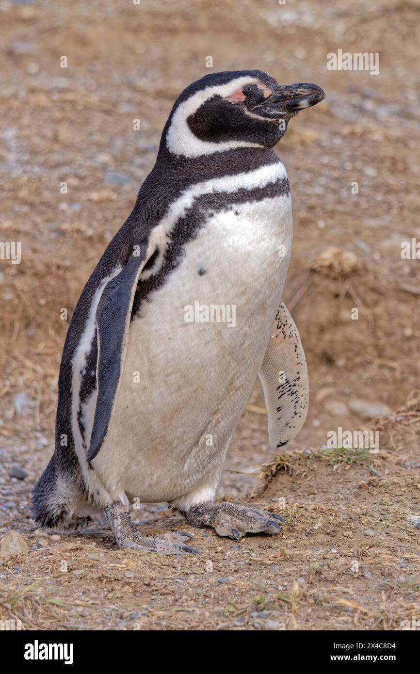 Chile, The Penguins Natural Monument, Magdalena Island. Magellanic ...