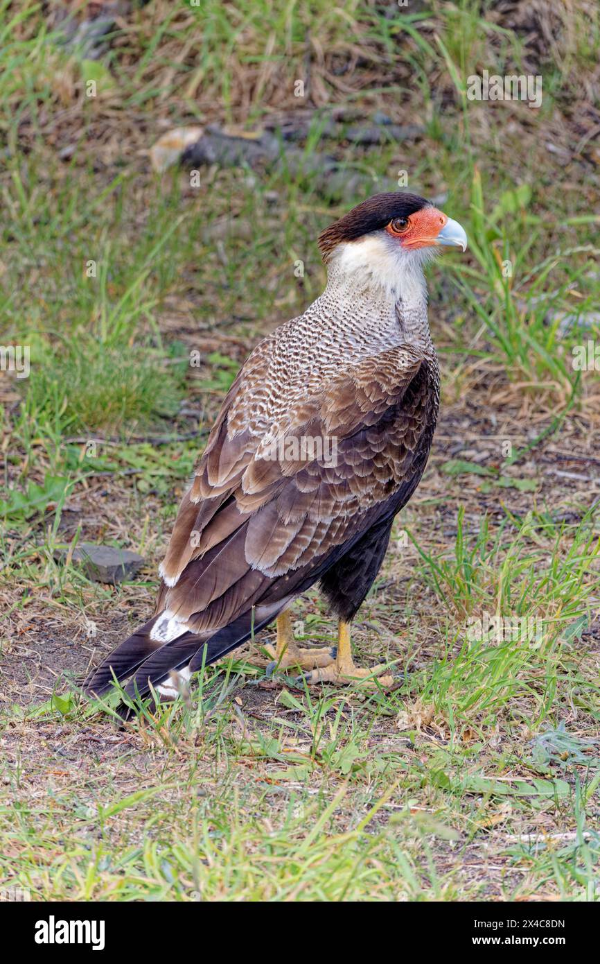 Chile, Torres del Paine National Park. Crested caracara bird close-up ...