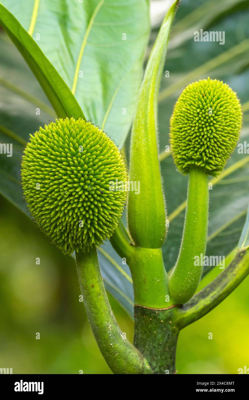 Costa Rica, Parque Nacional Carara. Close-up of soursop plant Stock ...