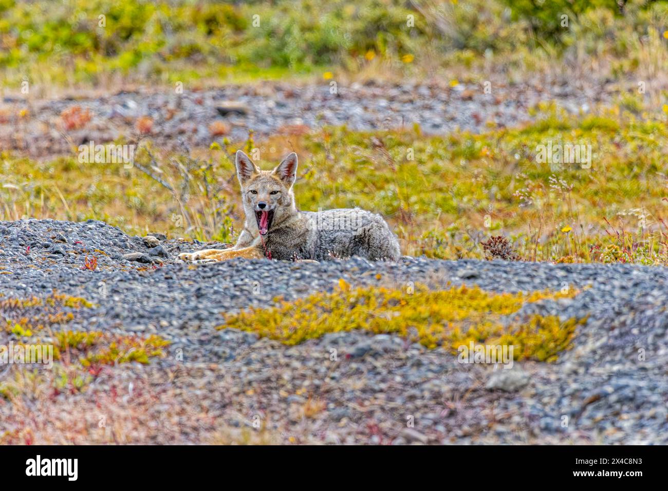 Chile, Torres del Paine National Park. South American gray fox resting ...