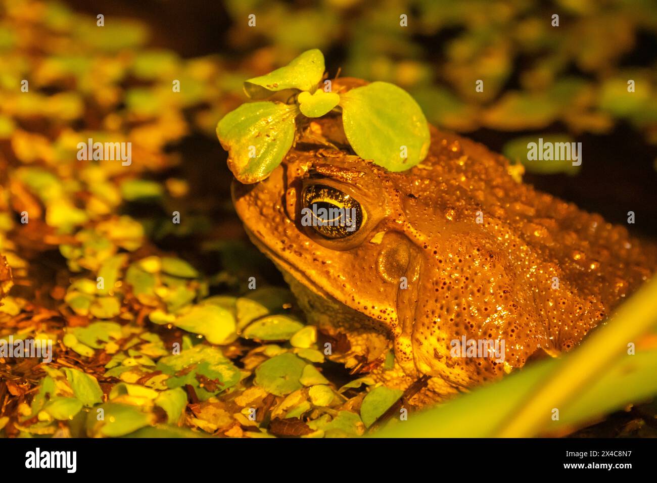 Costa Rica, Parque Nacional Carara. Rainforest toad in water Stock ...