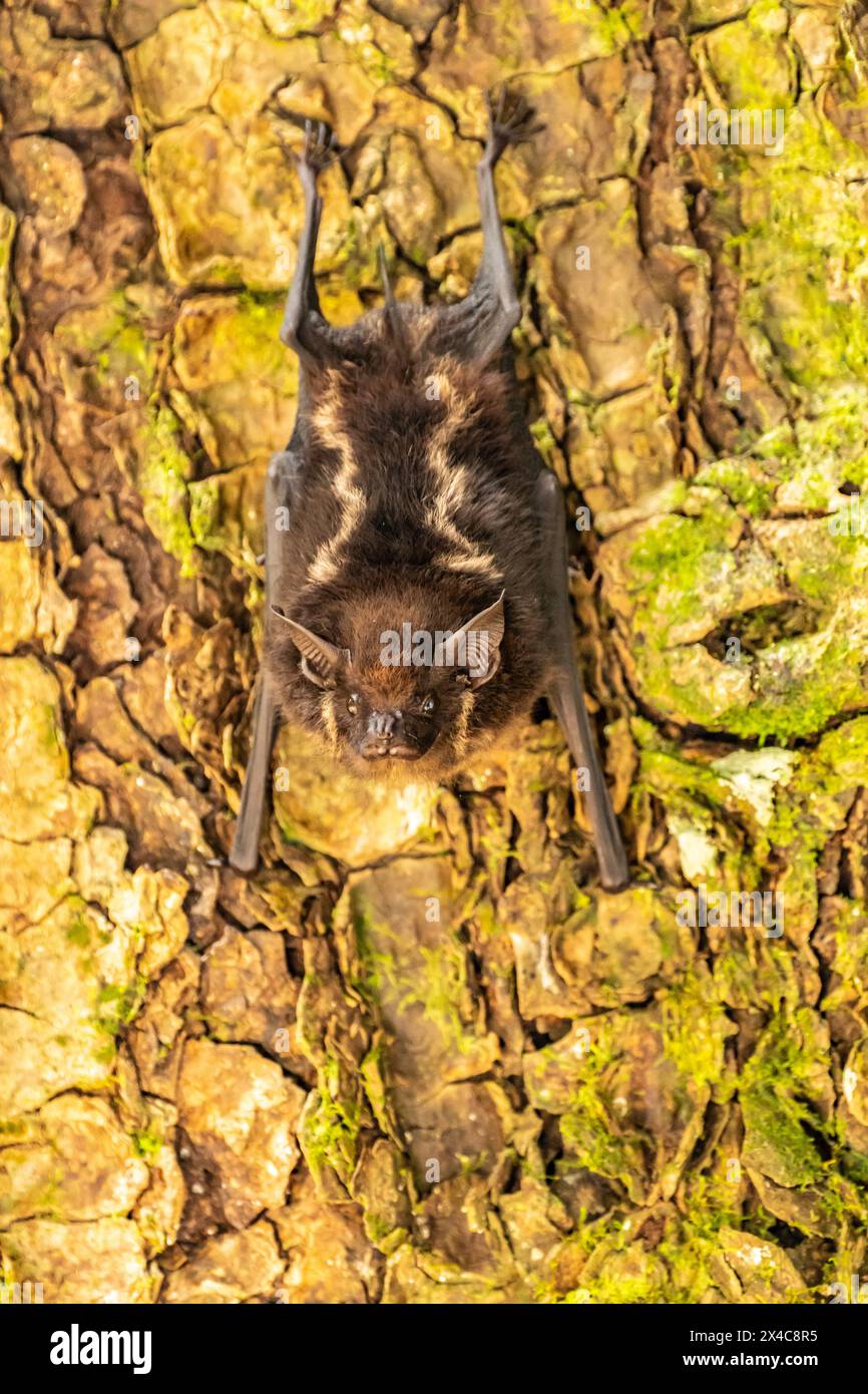 Bat tree hi-res stock photography and images - Alamy