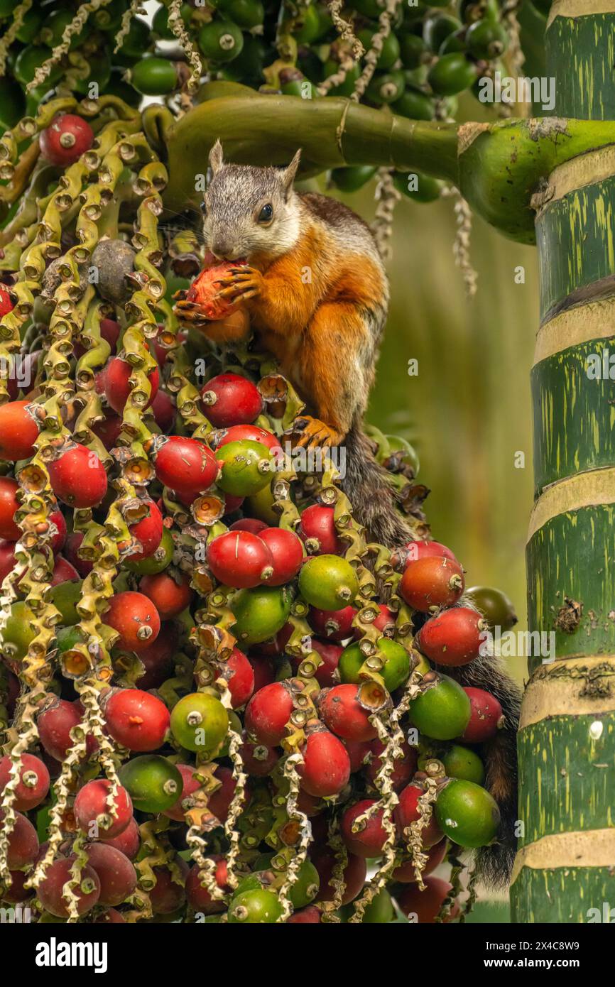 Costa Rica, Parque Nacional Carara. Variegated squirrel eating fruit ...