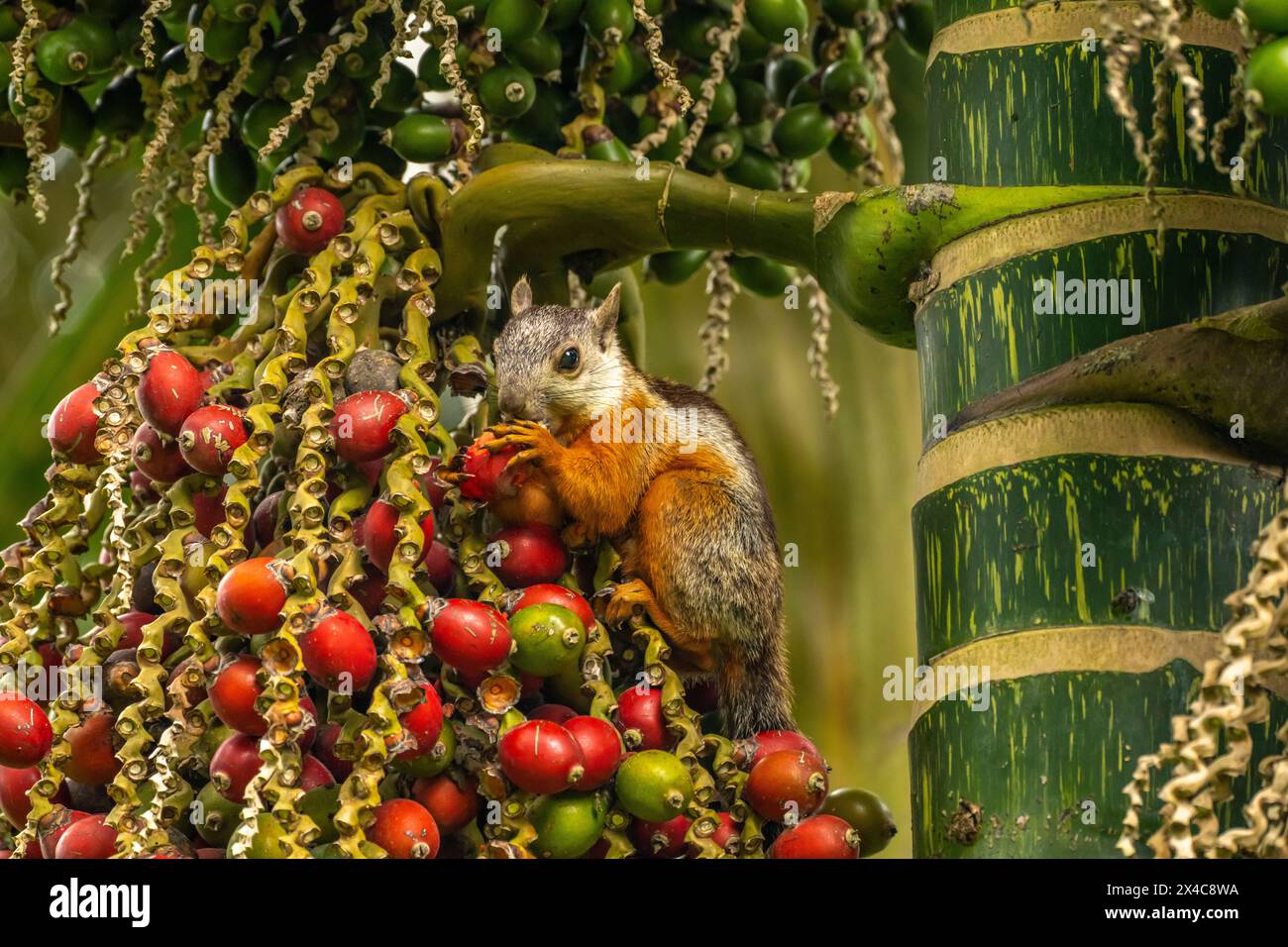 Costa Rica, Parque Nacional Carara. Variegated squirrel eating fruit ...