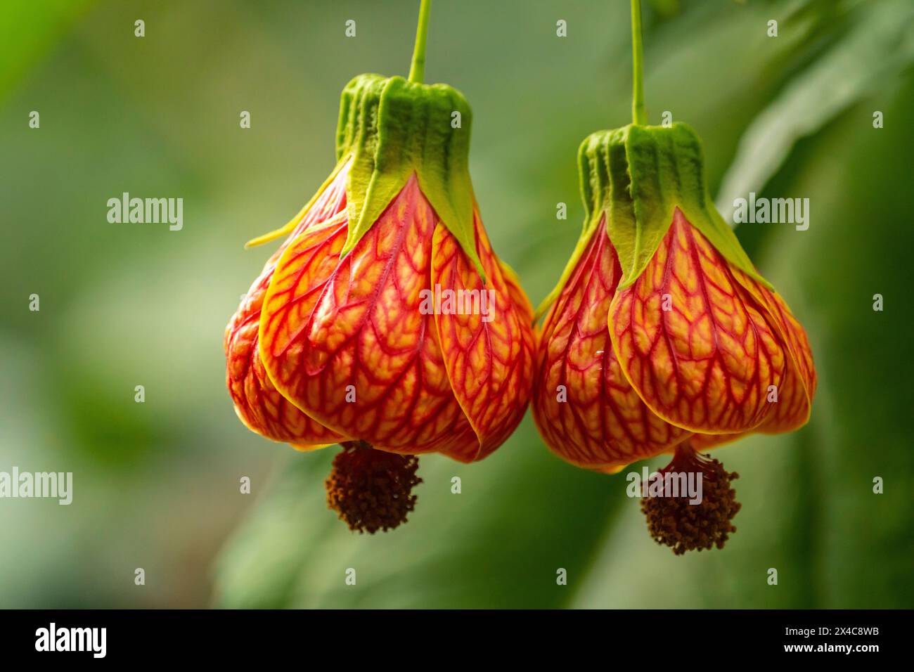 Chinese lantern tree hi-res stock photography and images - Alamy
