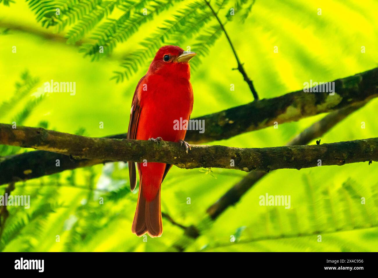 Costa Rica, Parque Nacional Carara. Male summer tanager in tree Stock ...