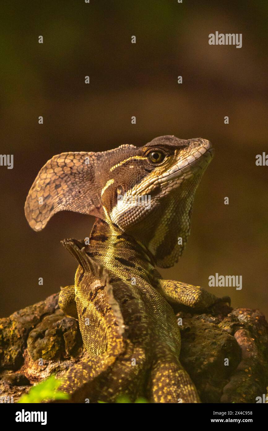 Basilisk lizard hi-res stock photography and images - Alamy