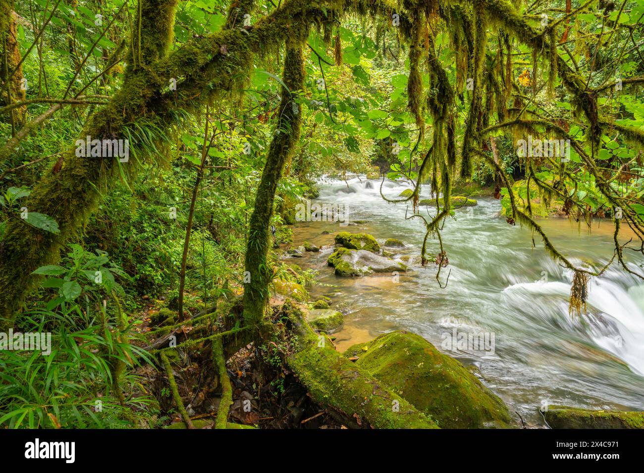 Costa Rica, Cordillera de Talamanca. Savegre River Landscape rapids ...