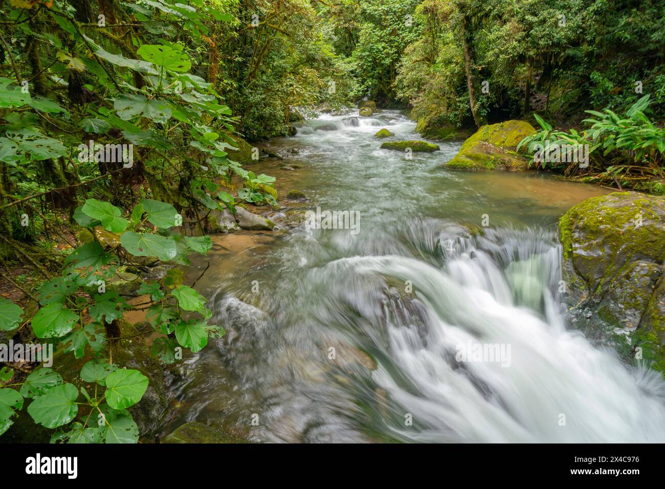 Costa Rica, Cordillera de Talamanca. Savegre River Landscape rapids ...
