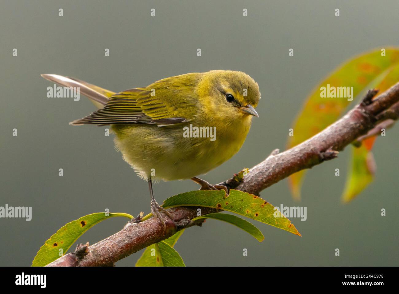 Costa Rica, Cordillera de Talamanca. Tennessee warbler bird close-up ...