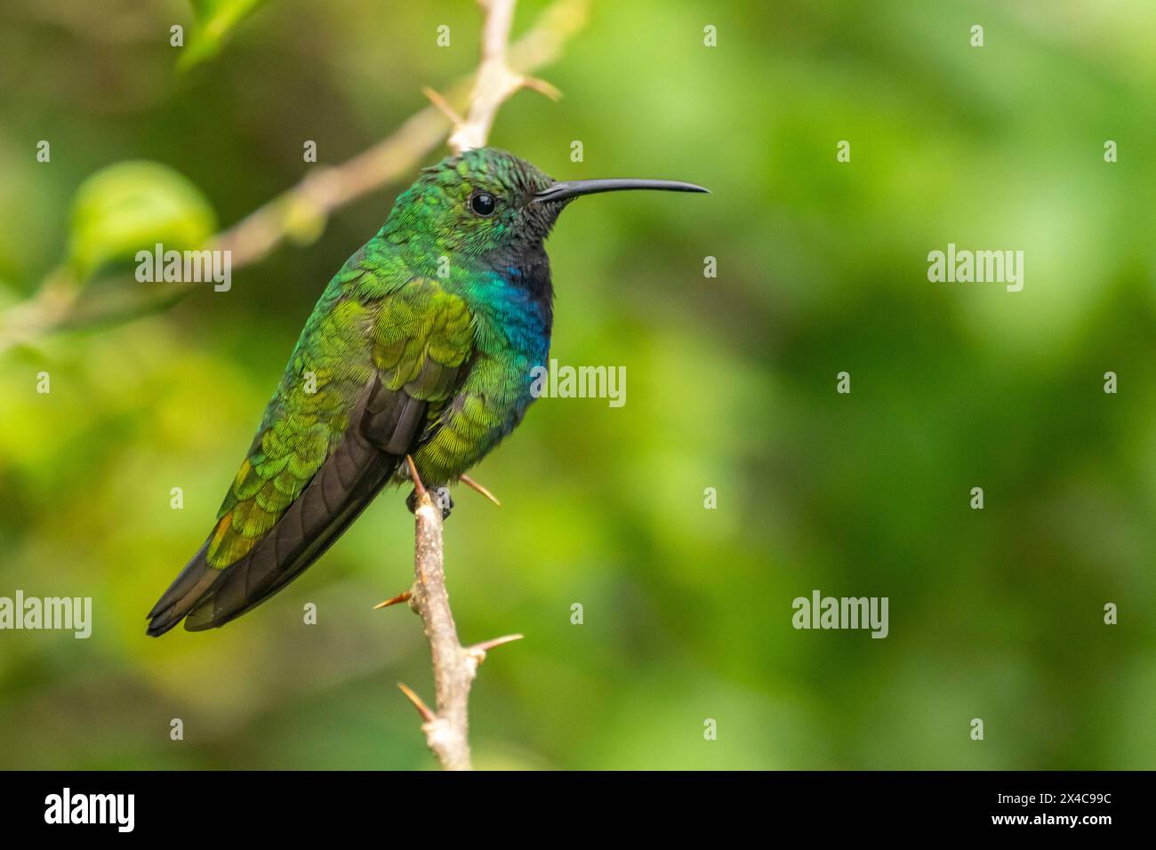 Costa rica green hummingbird hi-res stock photography and images - Alamy