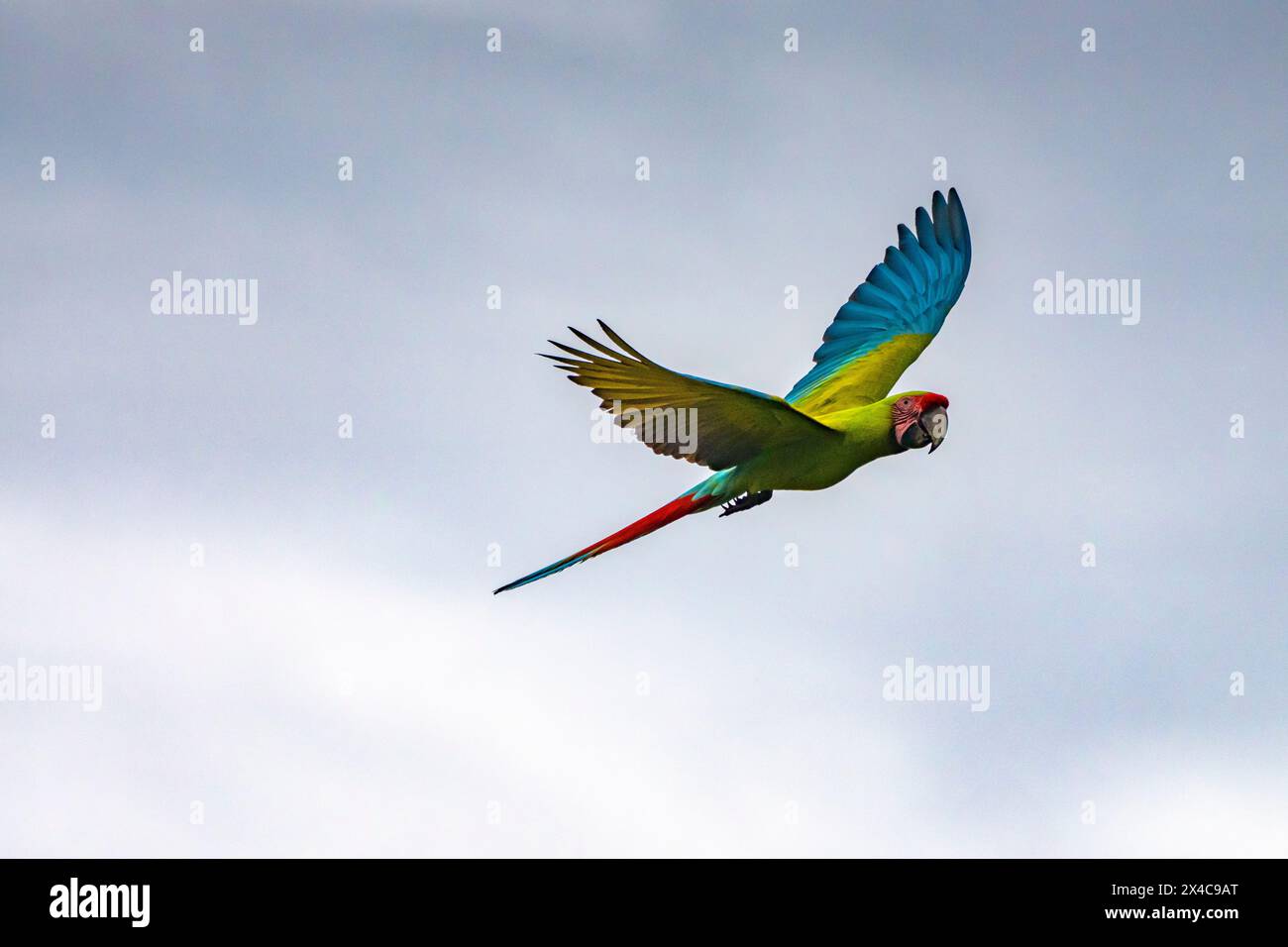 Costa Rica. Great green macaw in flight Stock Photo - Alamy
