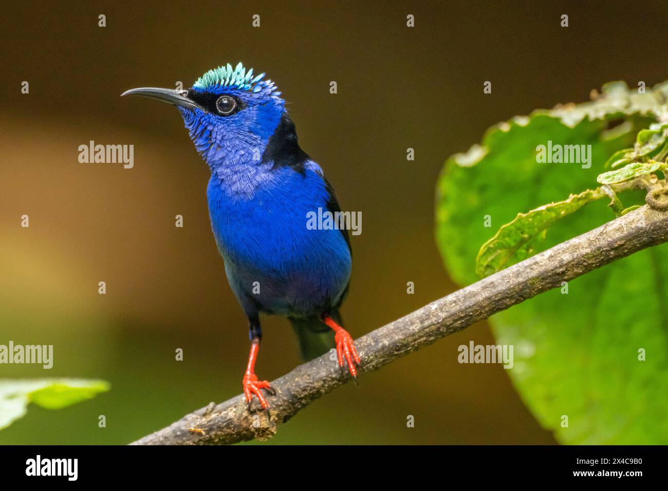 Costa Rica. Red-legged honeycreeper hummingbird male bird close-up ...