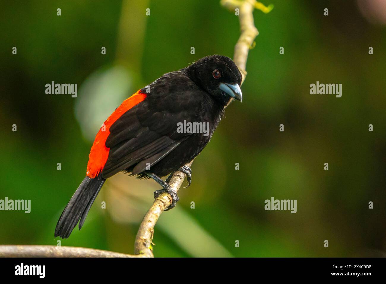 Costa Rica. Male scarlet-rumped tanager bird on limb Stock Photo - Alamy