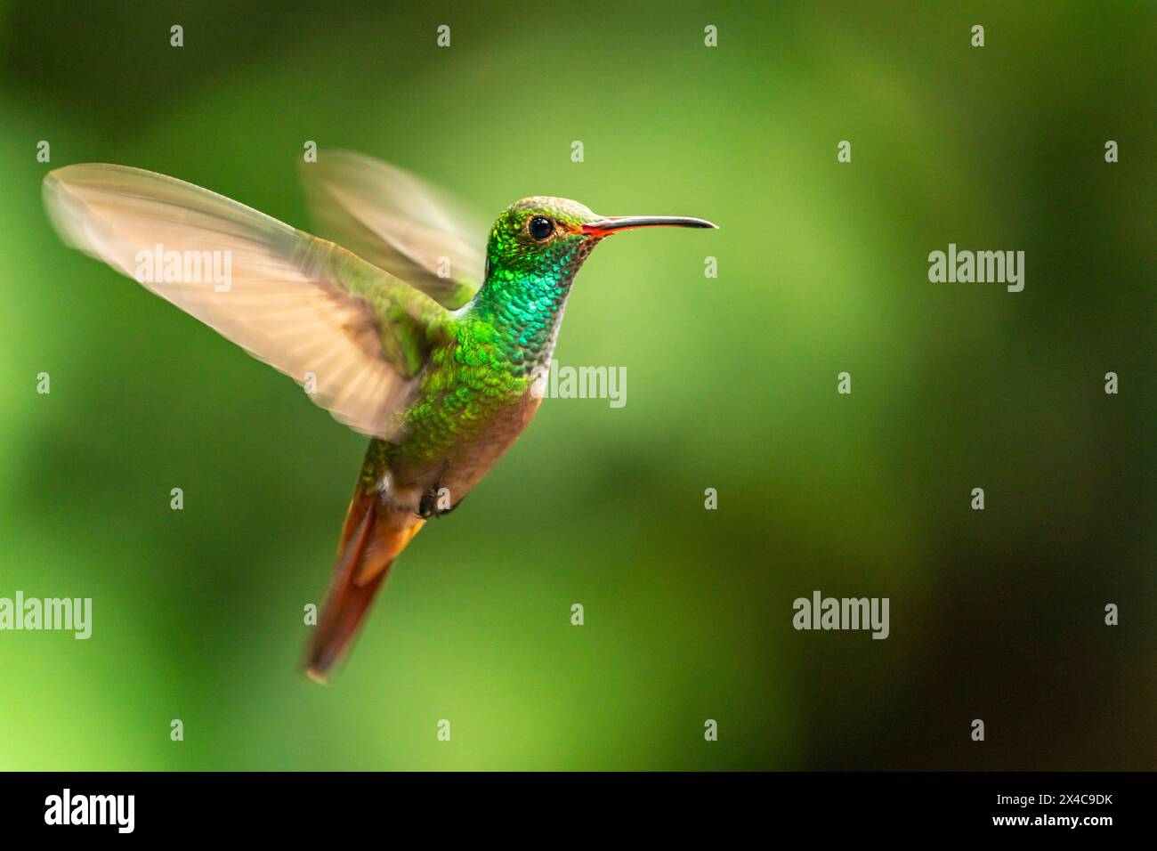 Costa Rica, Tuis Valley. Rufous-tailed hummingbird flying Stock Photo ...