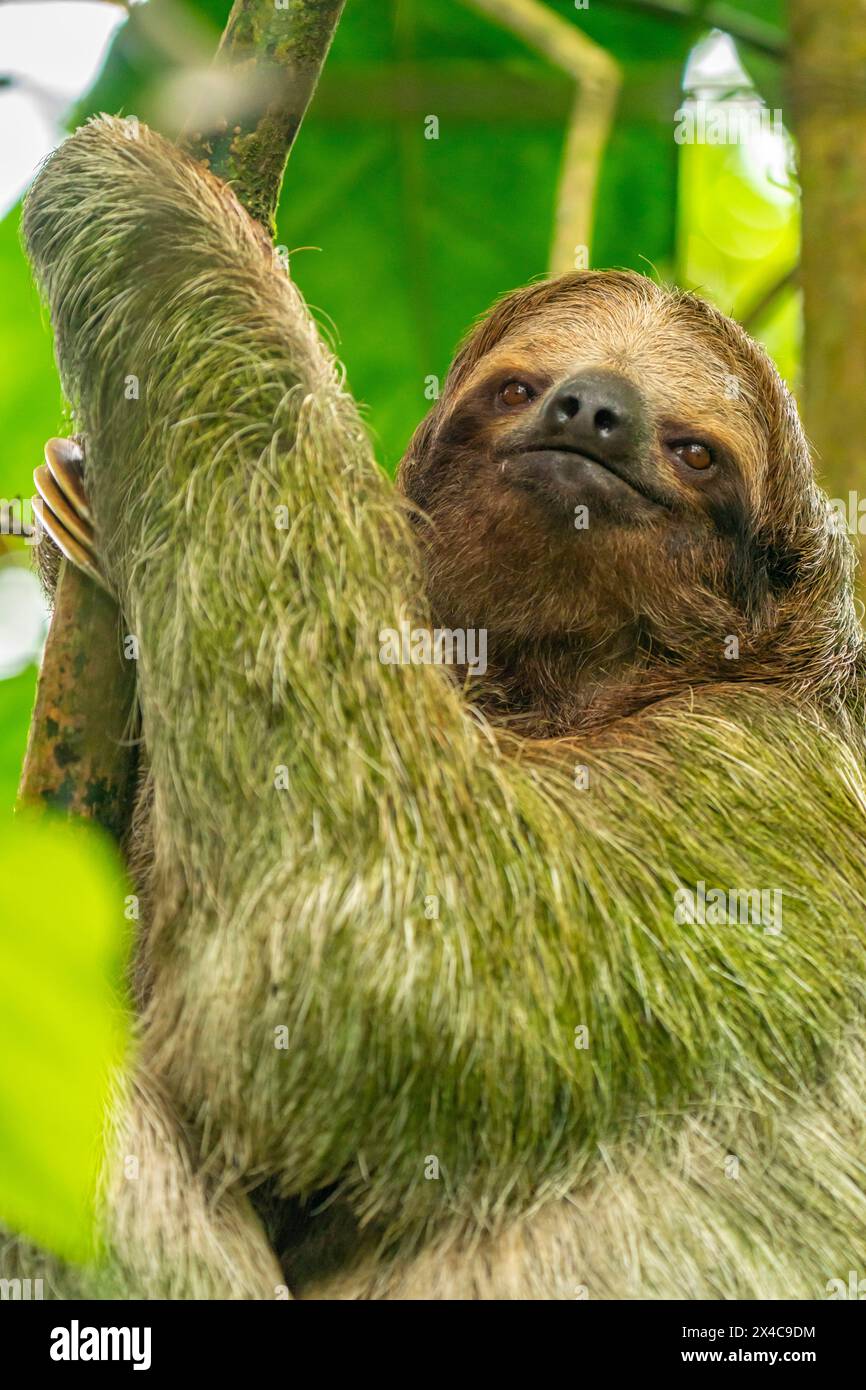 Sloth close up close up hi-res stock photography and images - Alamy