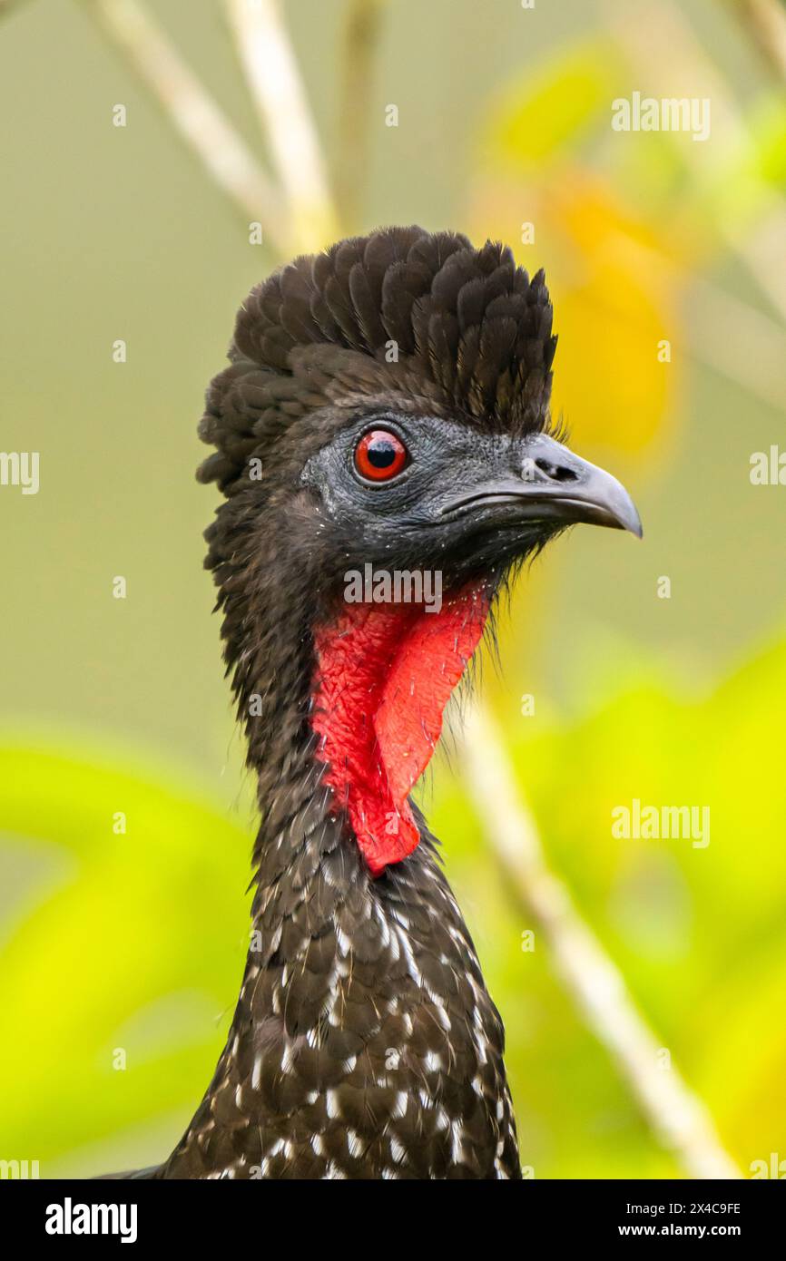 Costa Rica, La Selva Biological Research Station. Portrait of black ...
