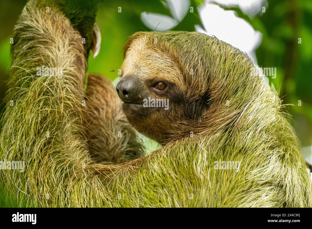 Costa Rica. Close-up of three-toed sloth Stock Photo - Alamy