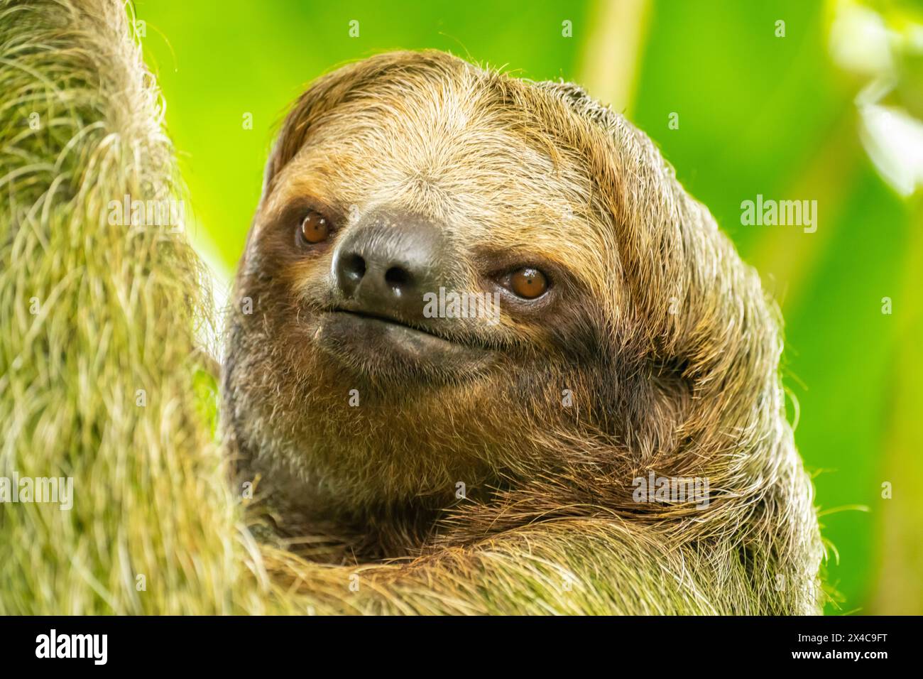 Three toed sloth portrait hi-res stock photography and images - Alamy