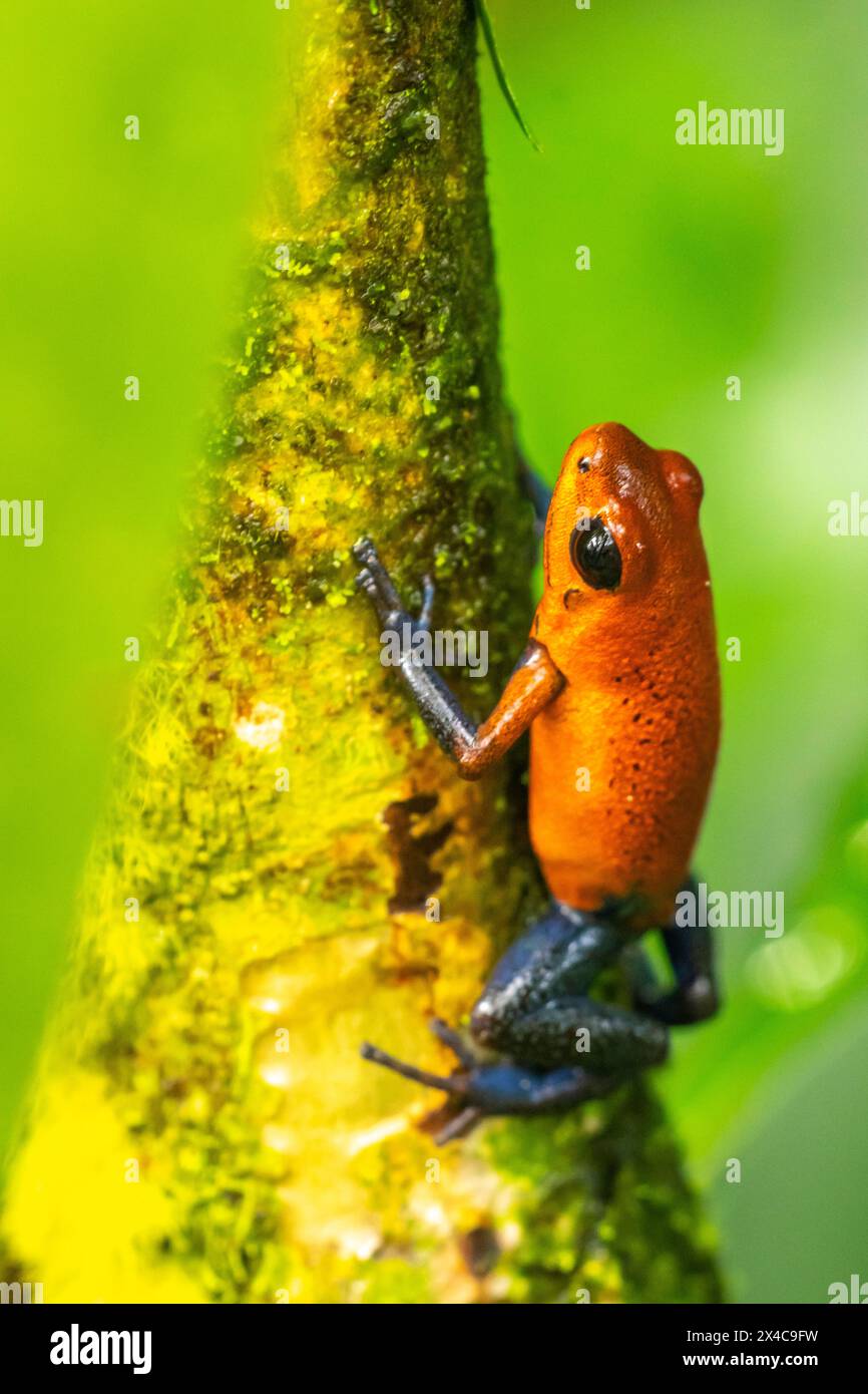 Orange and blue poison dart frog hi-res stock photography and images ...
