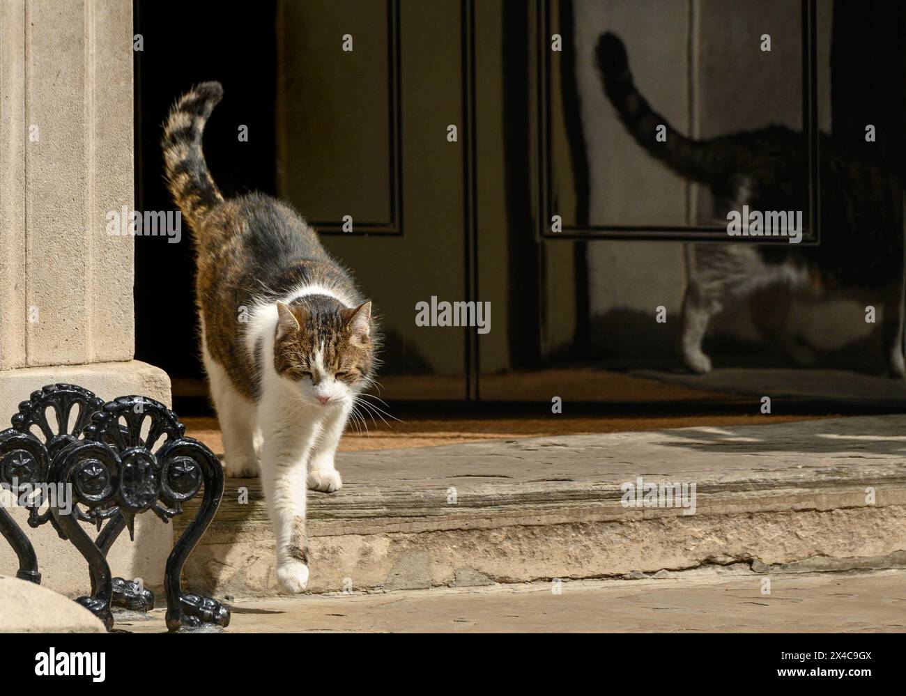 Larry the Cat - Chief Mouser to the Cabinet Office since 2011 ...