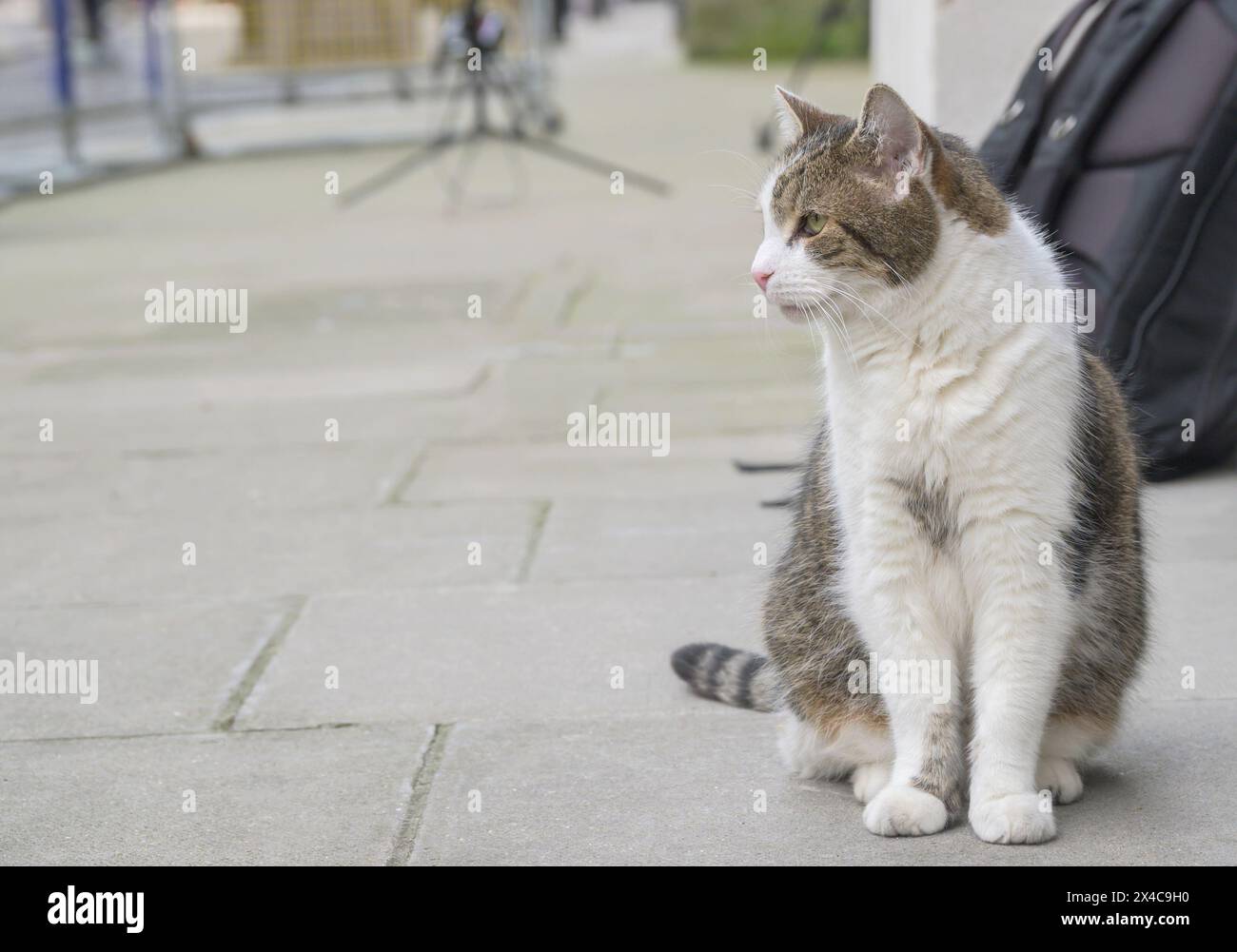 Larry the Cat - Chief Mouser to the Cabinet Office since 2011 - in the ...