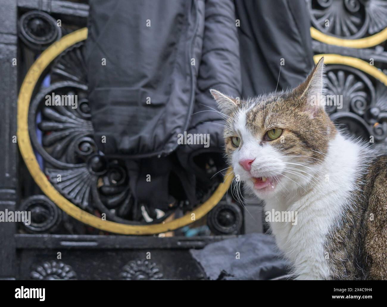 Larry the Cat - Chief Mouser to the Cabinet Office since 2011 - showing ...