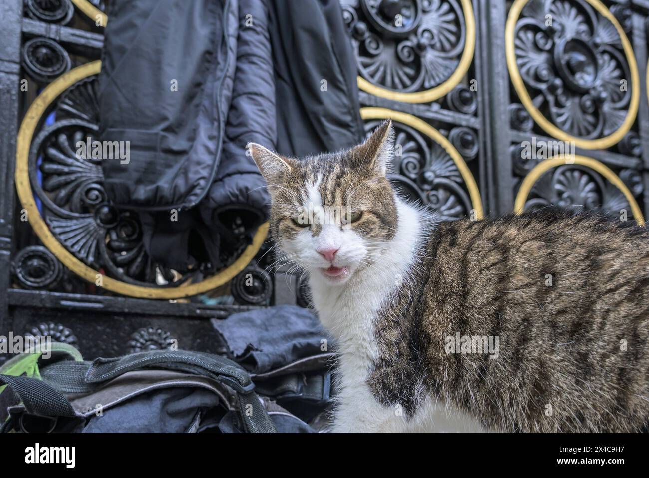 Larry the Cat - Chief Mouser to the Cabinet Office since 2011 - in ...