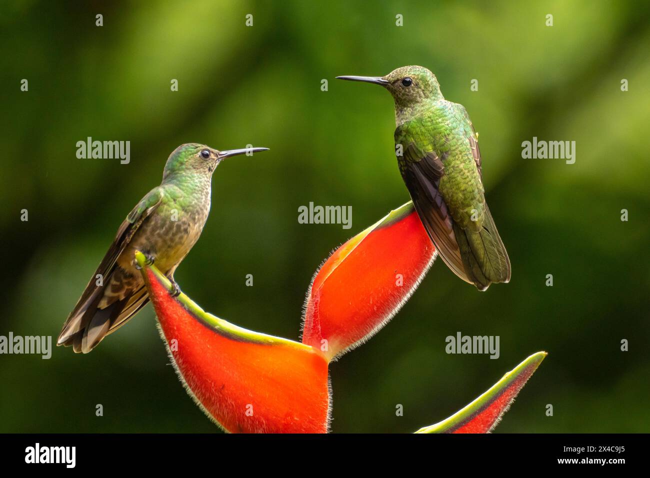 Costa Rica. Scaly-breasted hummingbirds on heliconia plant Stock Photo ...