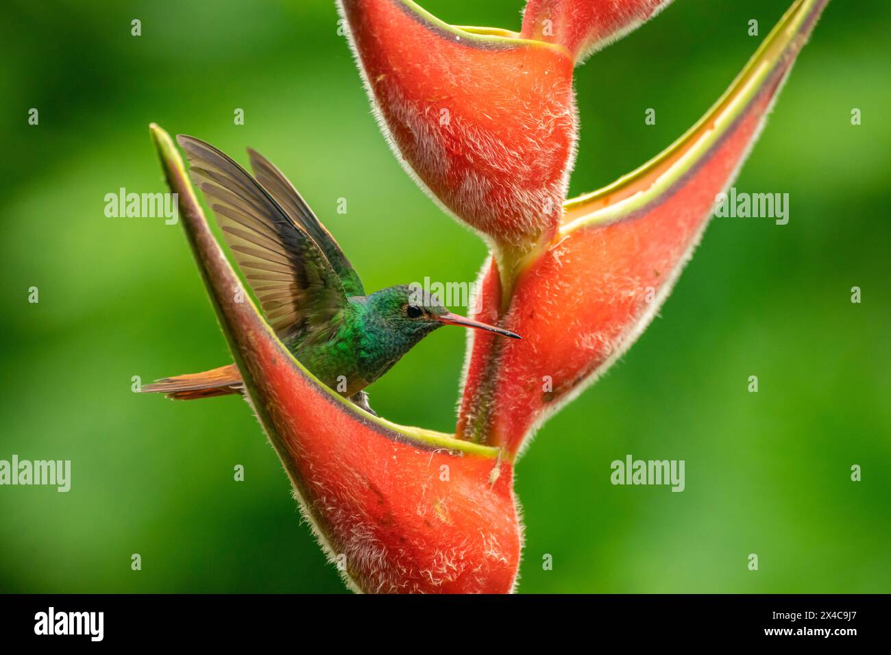 Costa Rica. Close-up of hummingbird and heliconia plant Stock Photo - Alamy