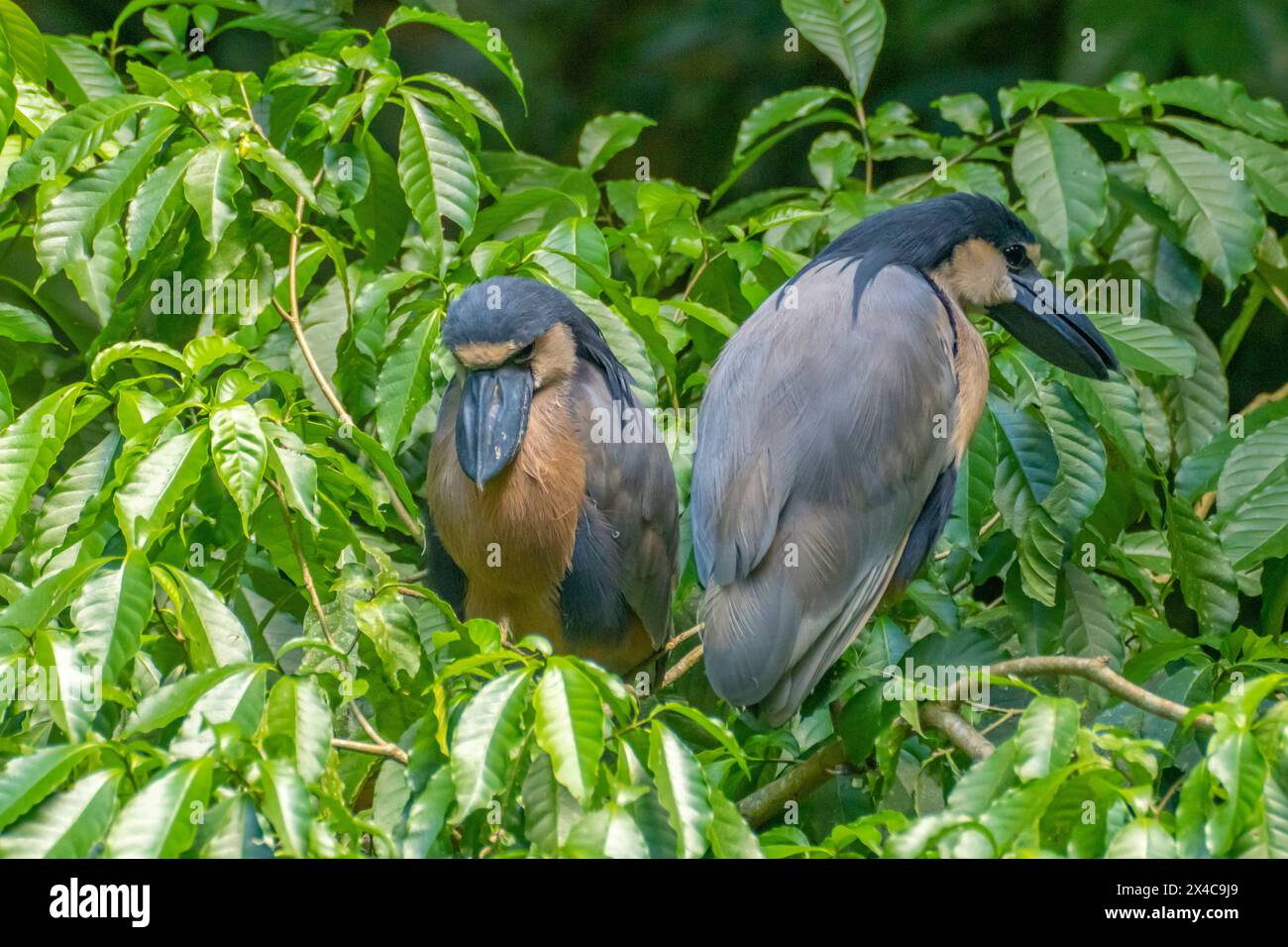 Costa Rica, Arenal. Boat-billed heron pair in tree Stock Photo - Alamy