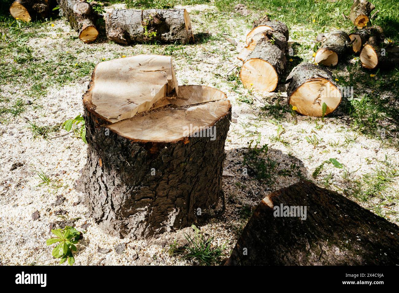 Cutting down tree and fresh cut down stump in the city. A tree cut into ...
