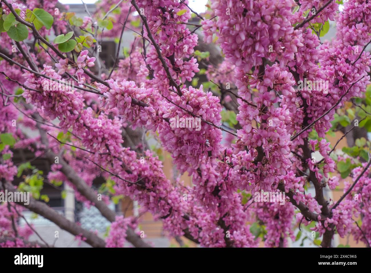 pink and white lilac flowers closeup. Cercis chinensis, the Chinese redbud blossoms on the ...