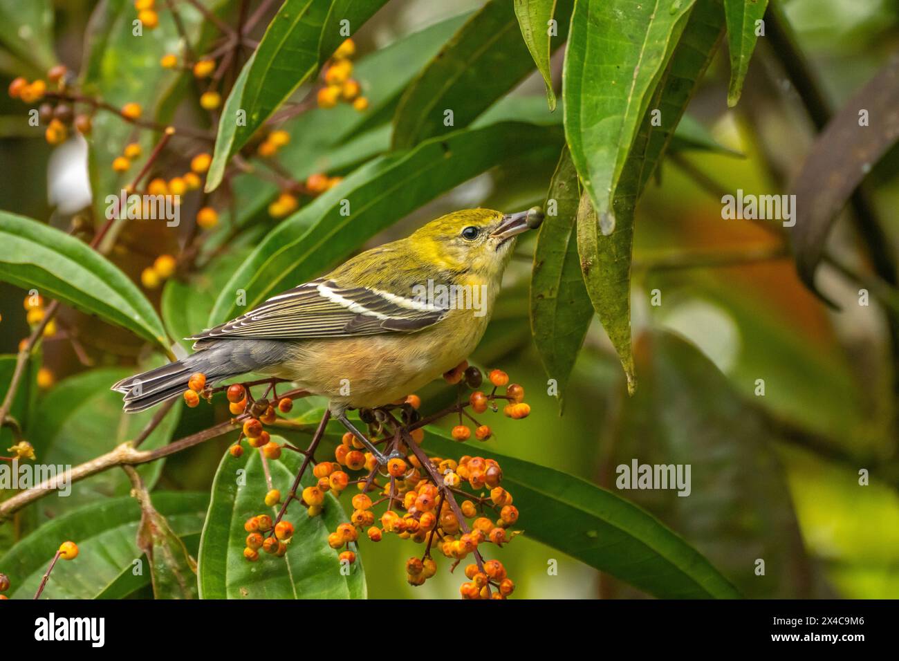 Warbler of costa rica hi-res stock photography and images - Alamy