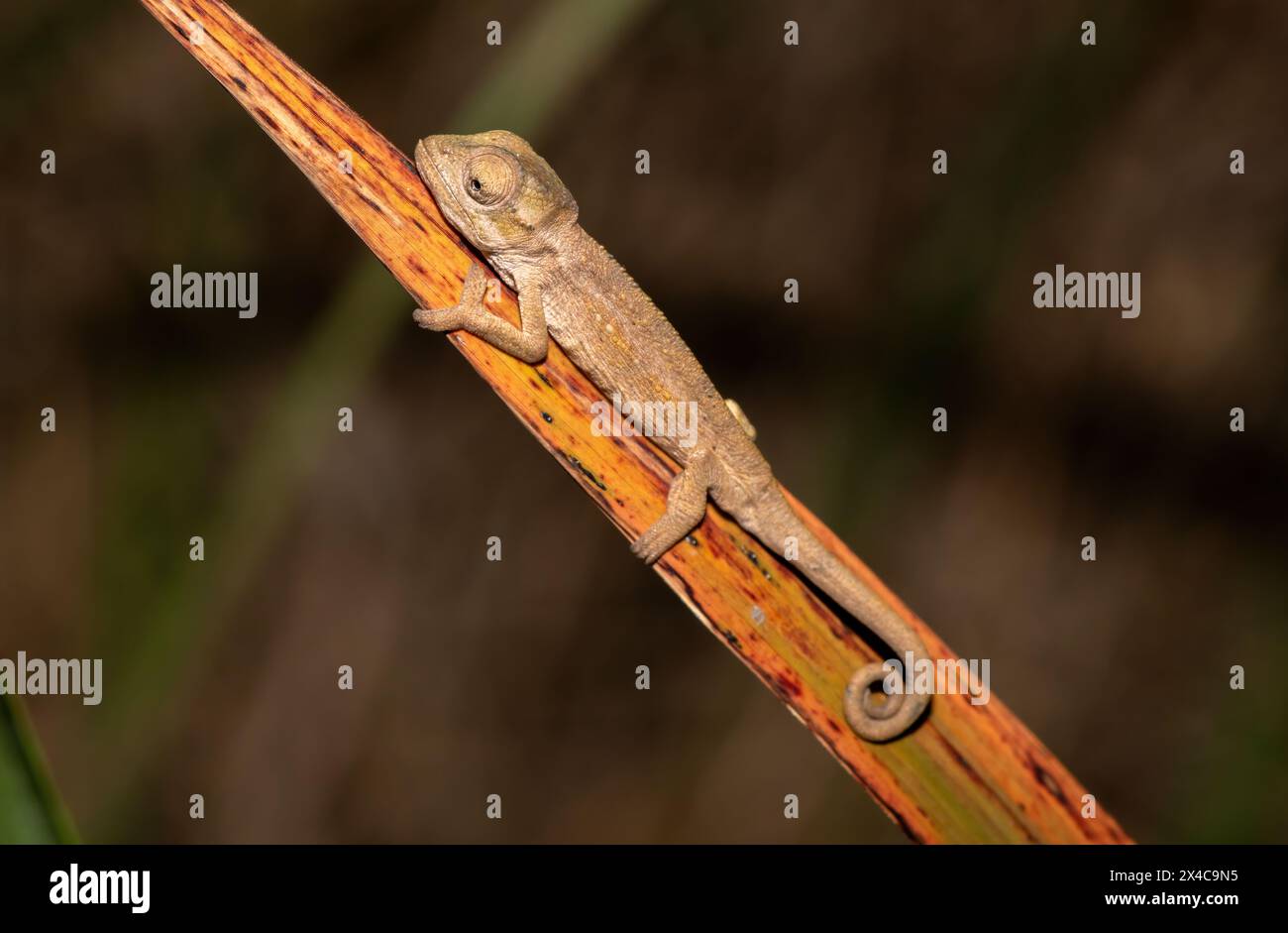 Midlands Dwarf Chameleon Complex (Complex Bradypodion melanocephalum ...