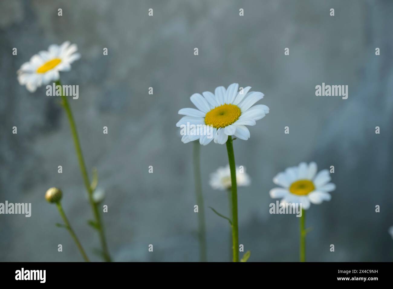 Wild daisies closeup across gray rough background. Spring natural ...