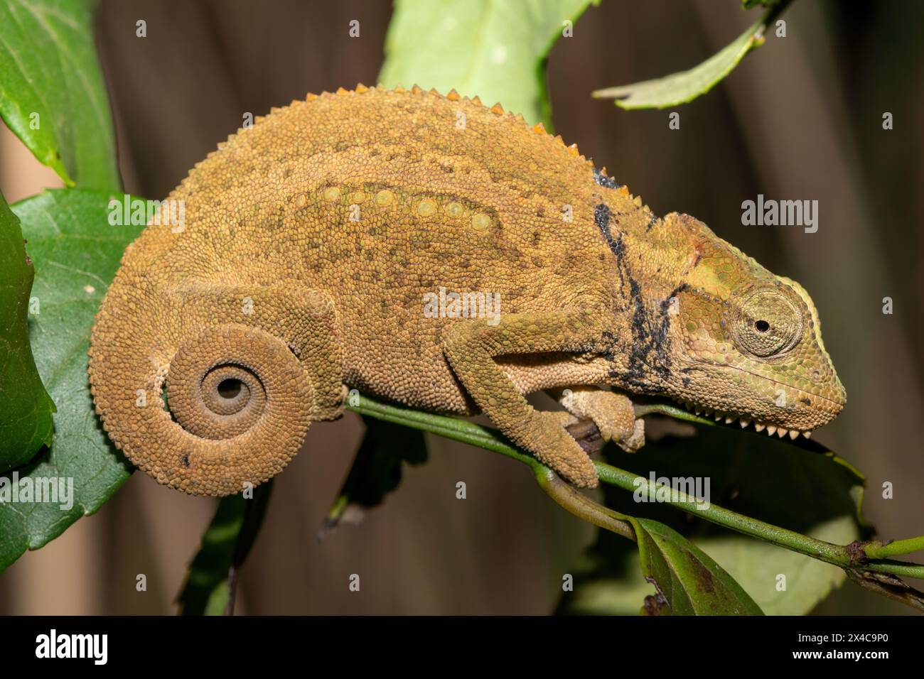 Midlands Dwarf Chameleon Complex (Complex Bradypodion melanocephalum ...