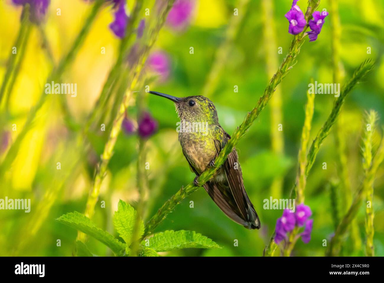Costa Rica, Arenal Observatory. Hummingbird on vervain plant Stock ...
