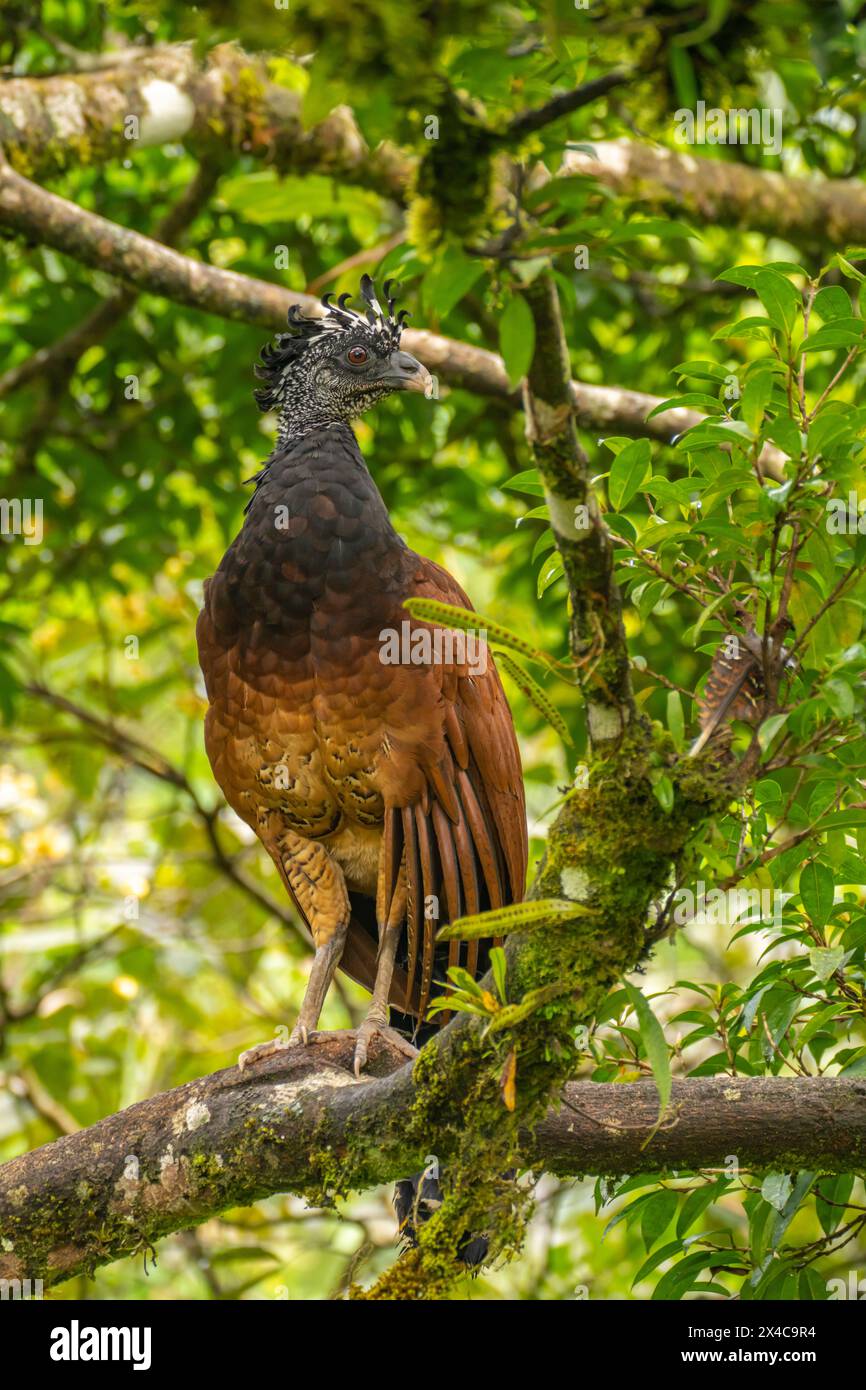 Costa Rica, Arenal Observatory. great curassow, female, perched in tree ...