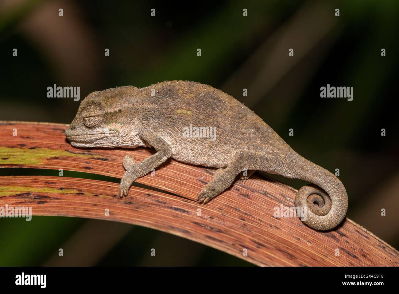 Midlands Dwarf Chameleon Complex (Complex Bradypodion melanocephalum ...