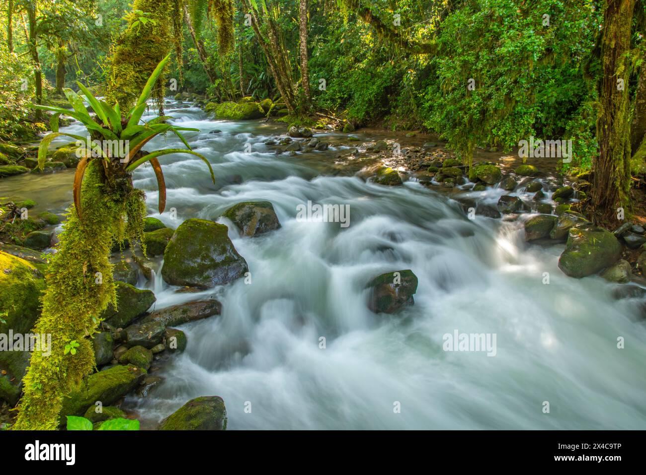 Costa Rica, Cordillera de Talamanca. Savegre River landscape Stock ...