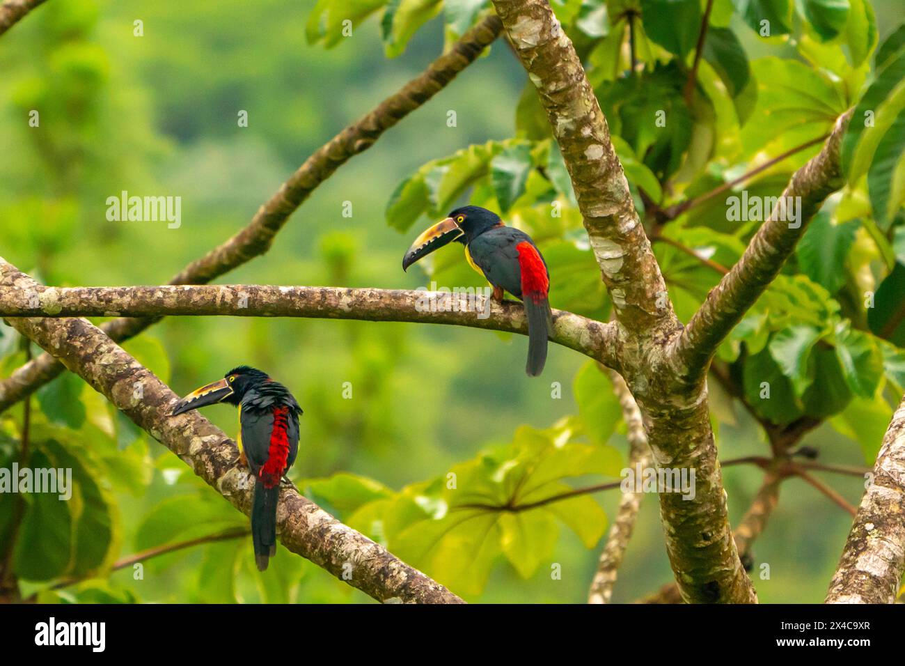 Costa Rica, Arenal Observatory. Collared aracaris in tree Stock Photo ...