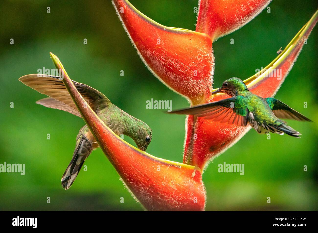 Costa Rica. Hummingbirds feeding at heliconia plant Stock Photo - Alamy