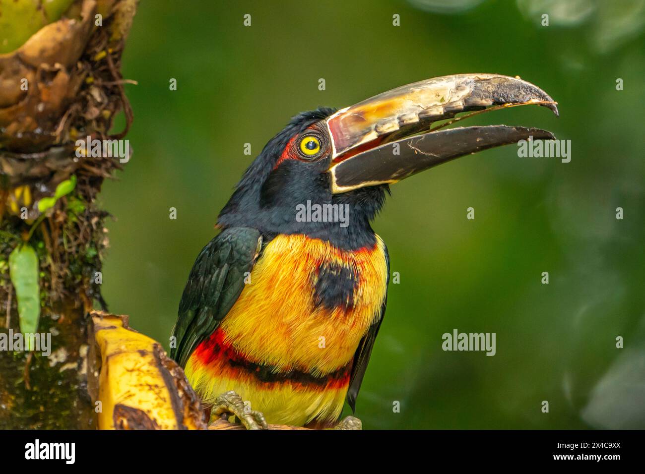 Costa Rica. Collared aracari bird and banana Stock Photo - Alamy
