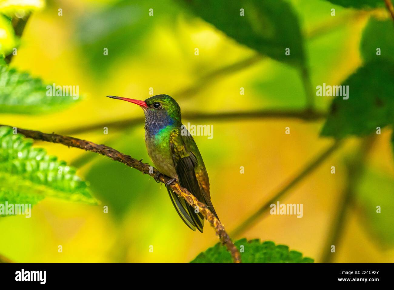Costa Rica, Arenal Observatory. Close-up of blue-throated goldentail ...