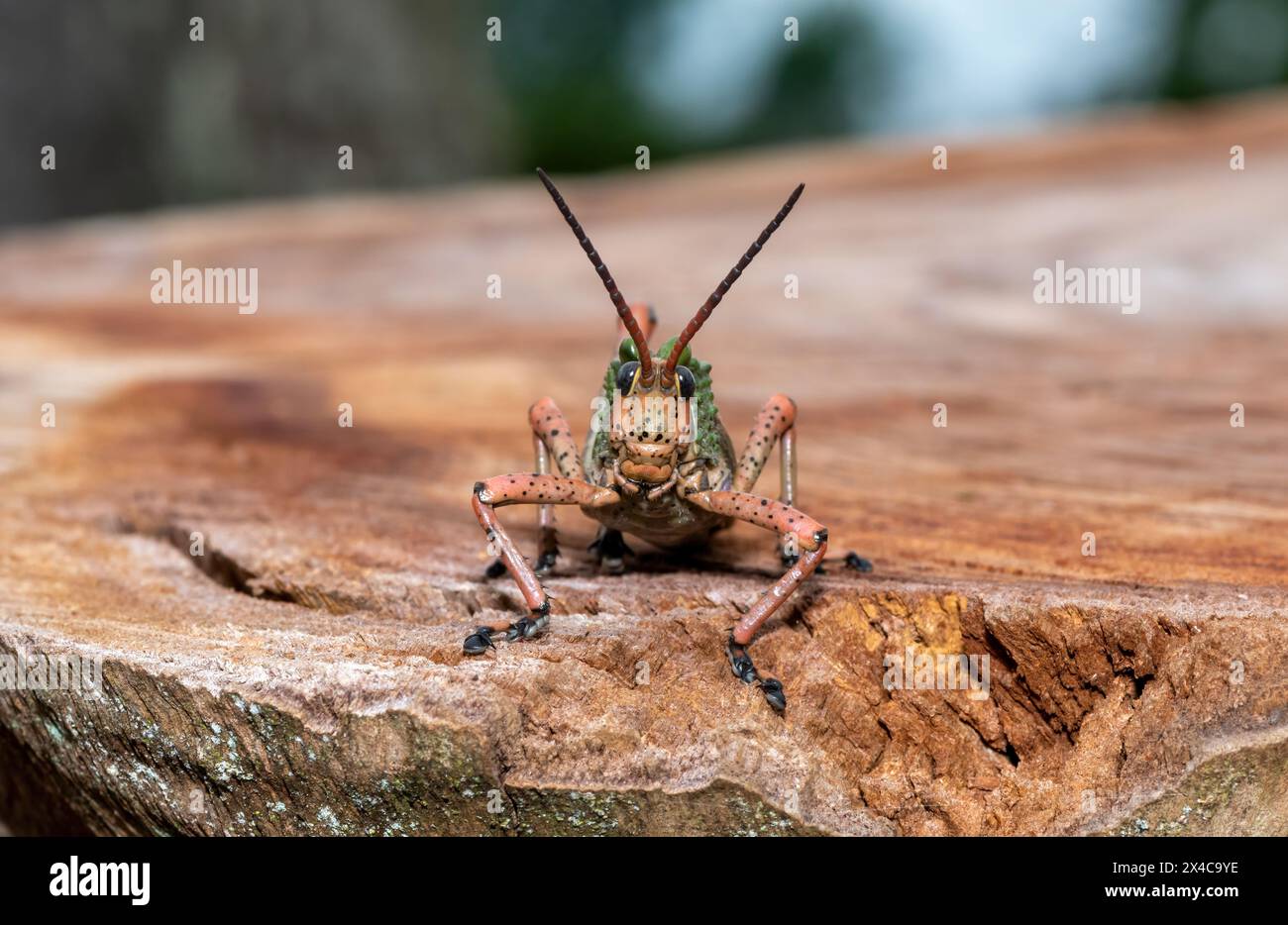 Leprous Milkweed Locust (Phymateus leprosus Stock Photo - Alamy