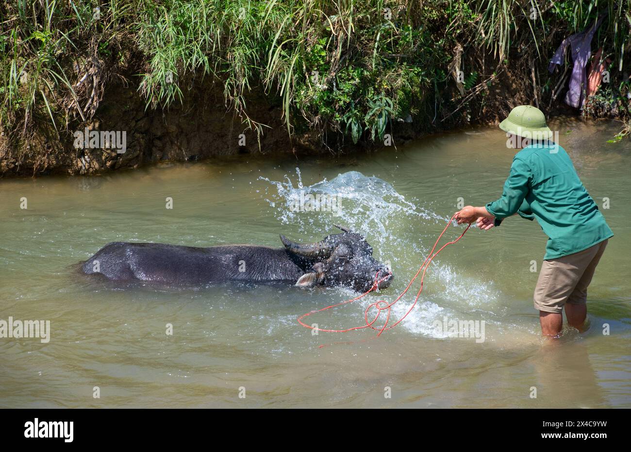 Man washing water buffalo in the river at Bac Ha, Lao Cai Province ...