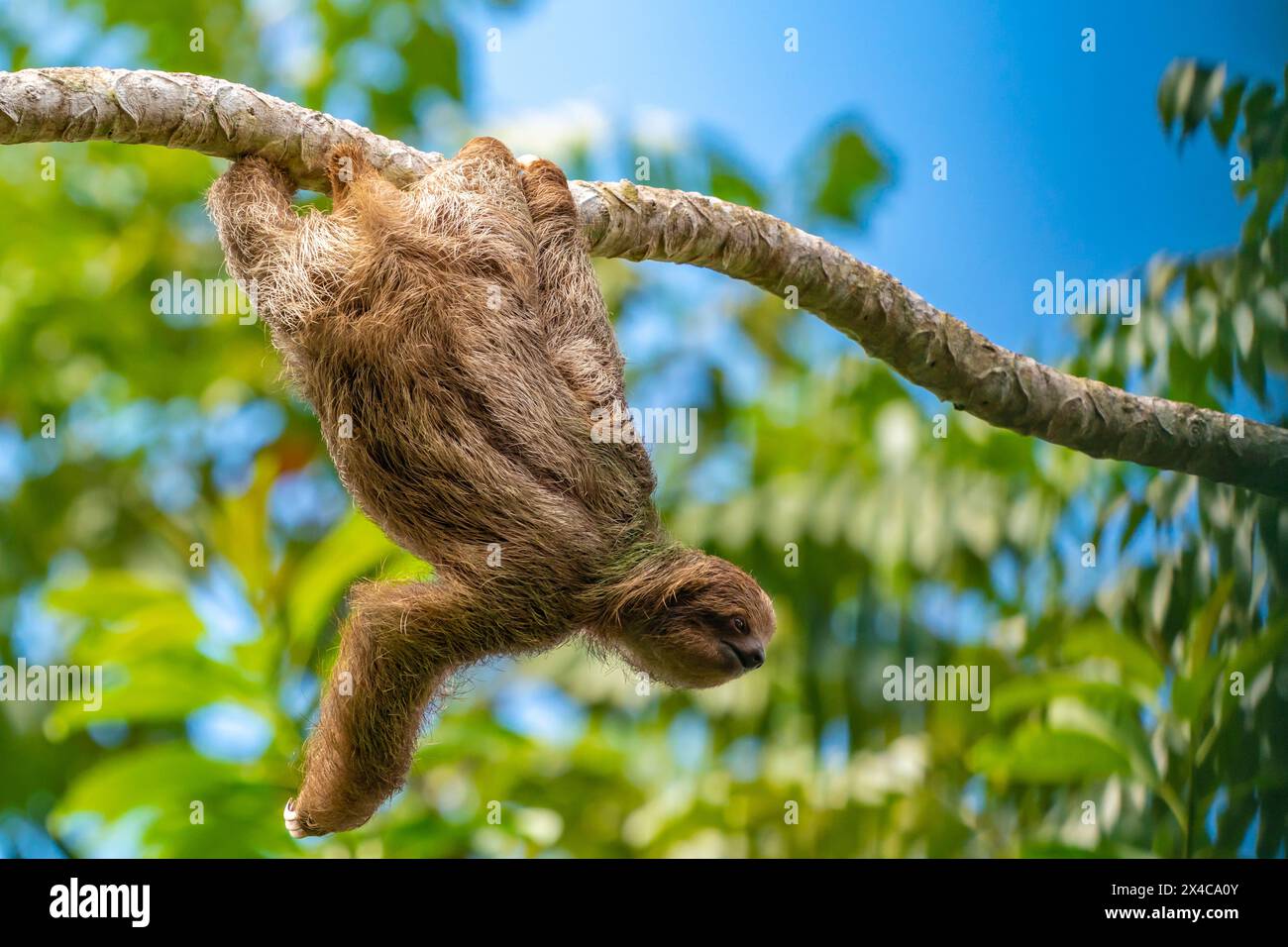 Limb hanging hi-res stock photography and images - Alamy