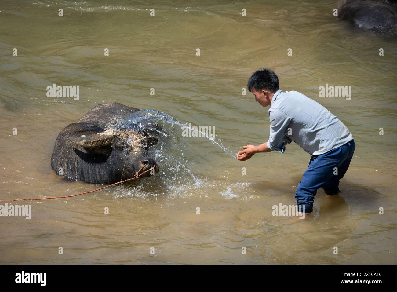 Man washing water buffalo in the river at Bac Ha, Lao Cai Province ...