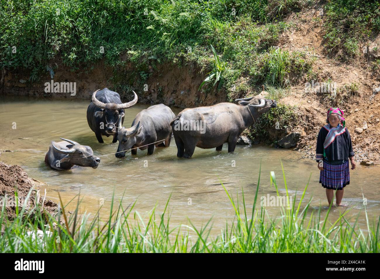 Black Hmong woman with water buffalo cooling down in a river in Bac Ha ...